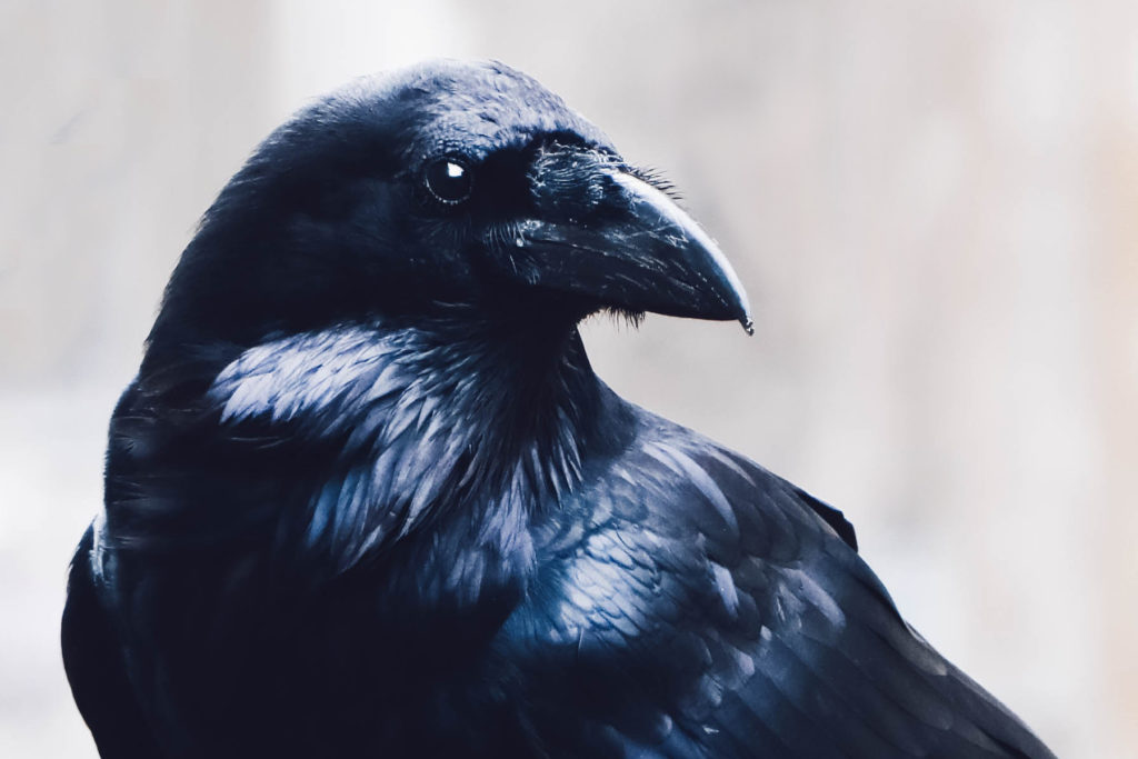 The Raven’s Warning